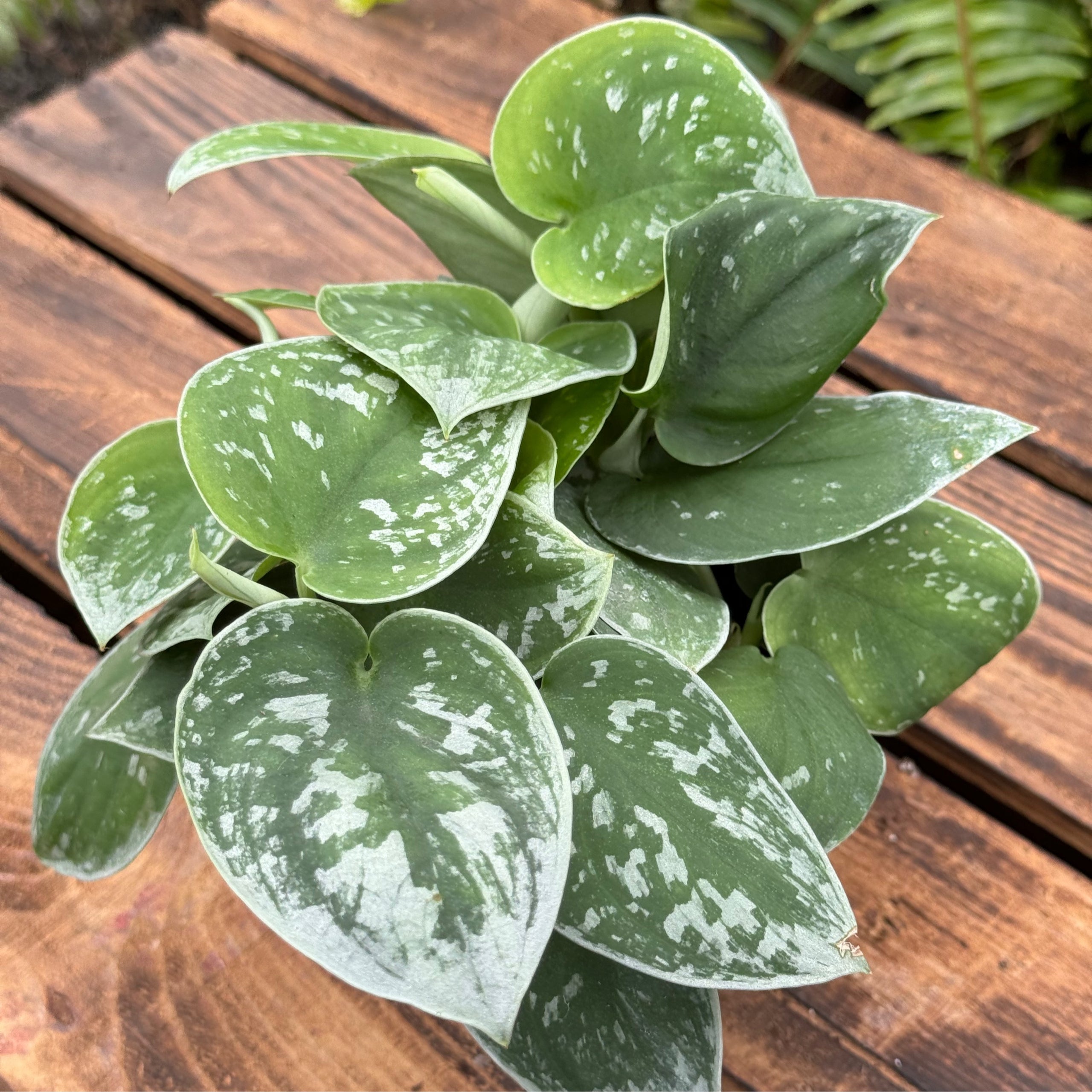 Philodendron Pictus 4” | Two Pink Thumbs Greenery, LLC