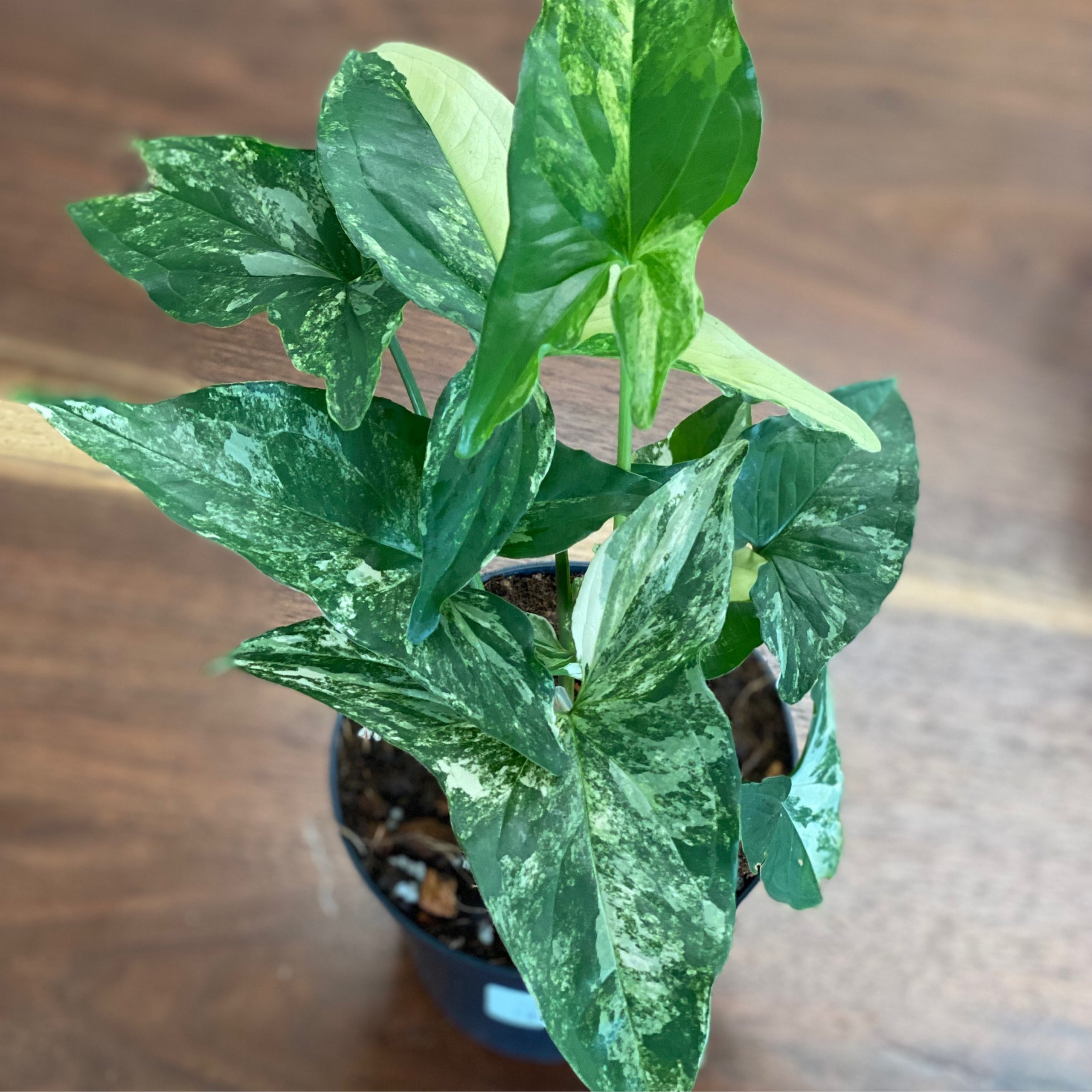 5” Variegated Syngonium Albo | Two Pink Thumbs Greenery, LLC