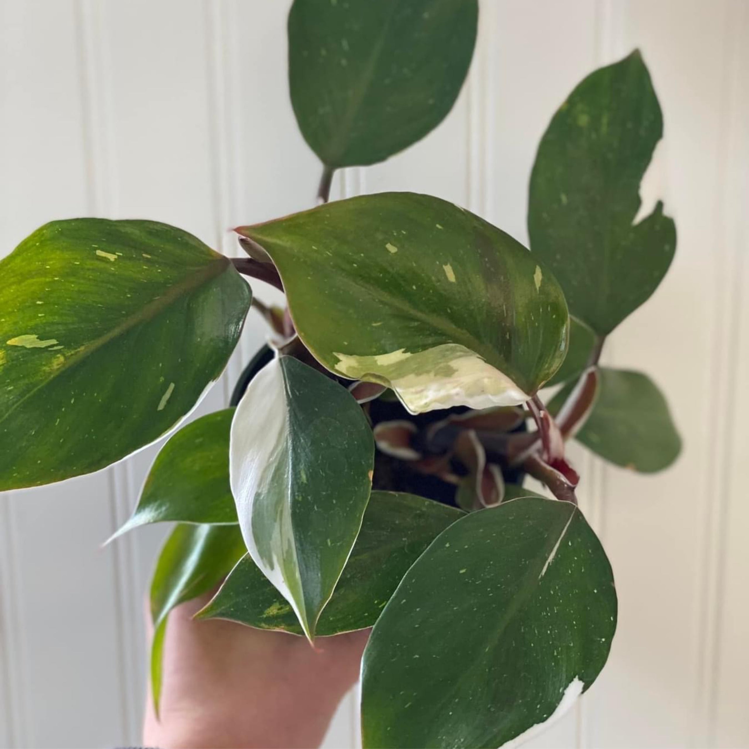 White Knight Philodendron 6" | Two Pink Thumbs Greenery, LLC