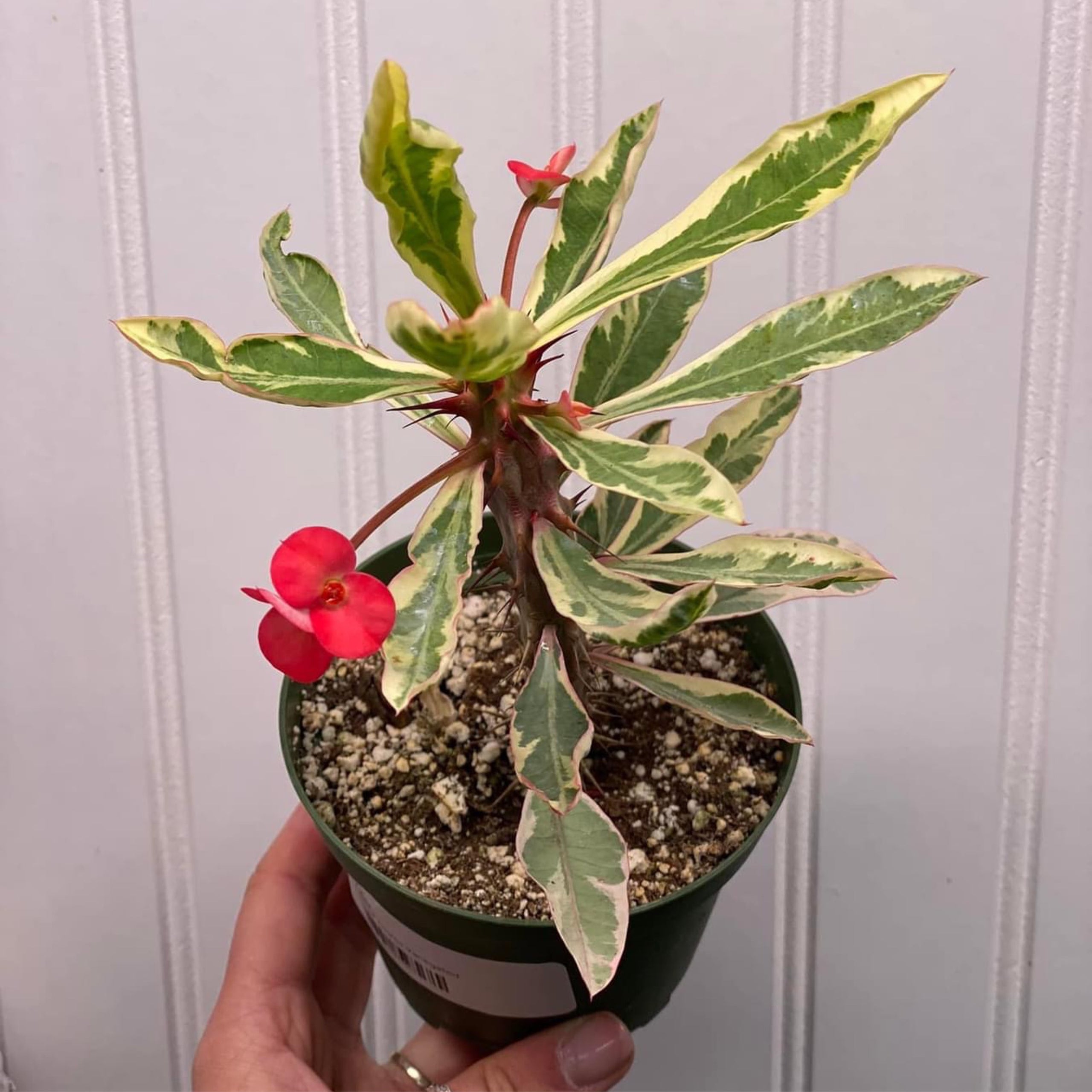 Crown of Thorns Variegated | Two Pink Thumbs Greenery, LLC