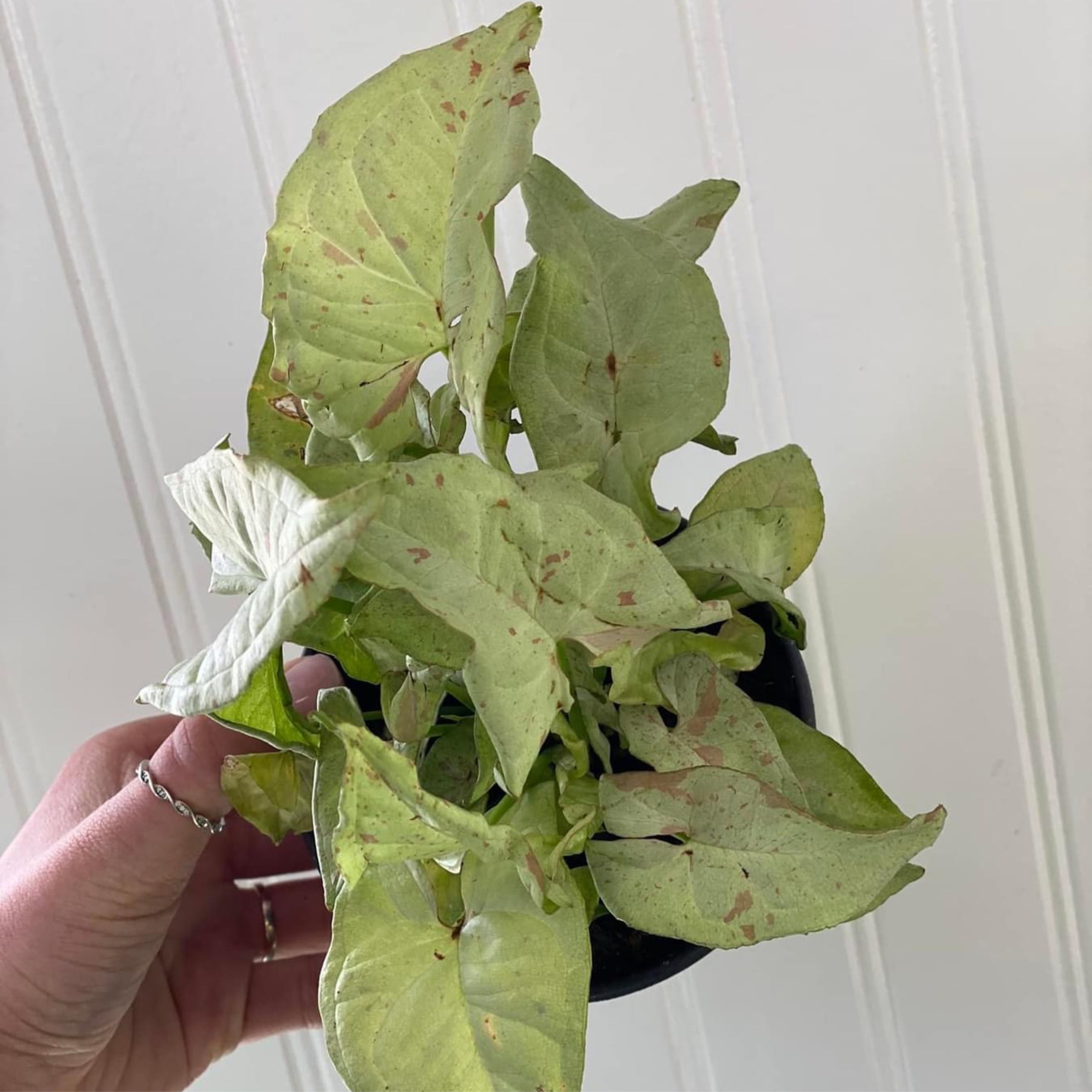 Confetti Nephthytis (Arrowhead) 4” | Two Pink Thumbs Greenery, LLC