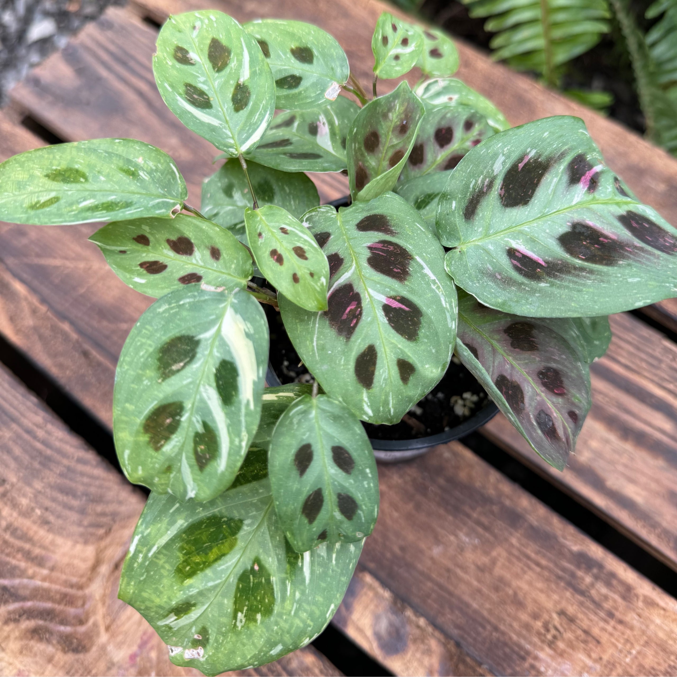 Variegated Prayer Plant | Two Pink Thumbs Greenery, LLC