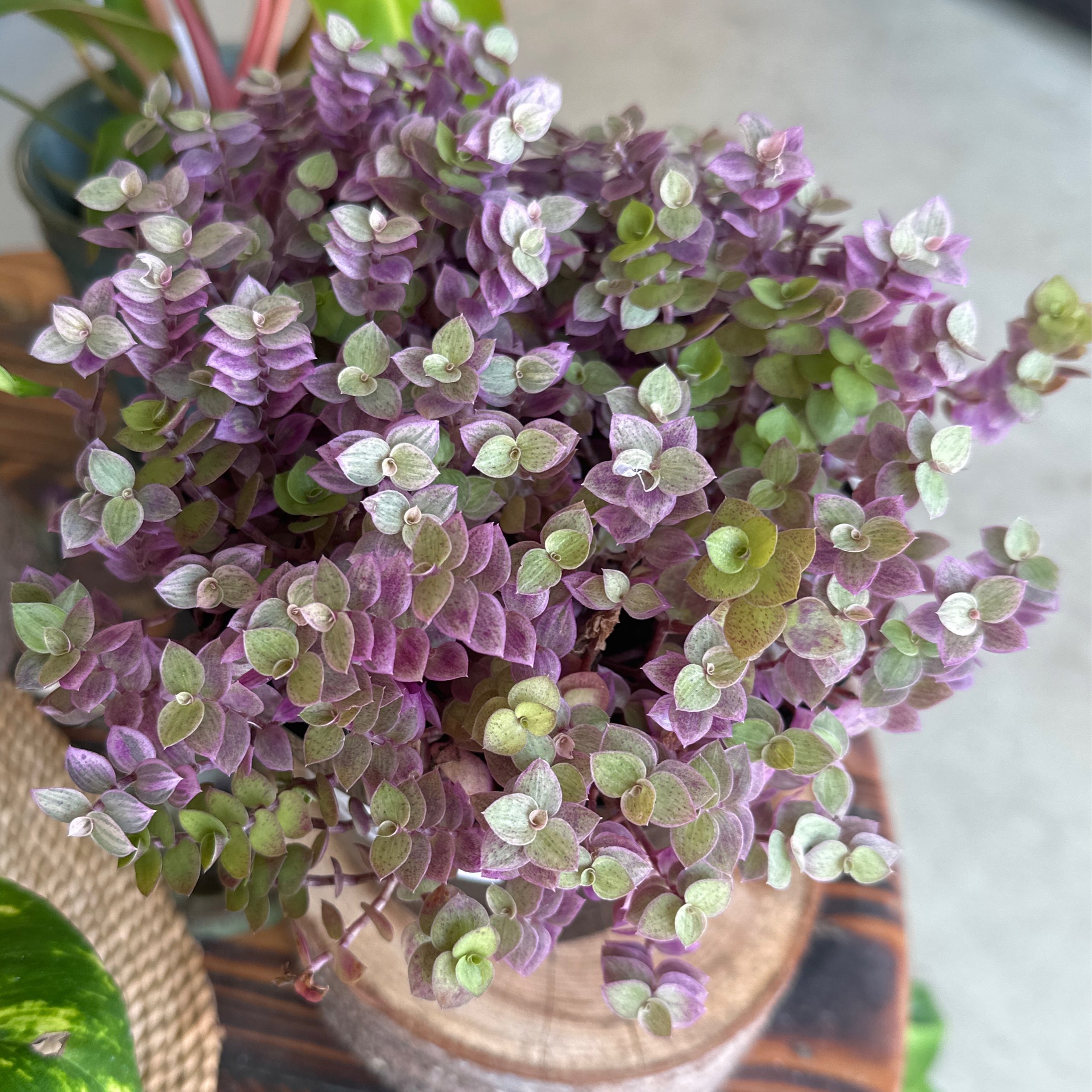 Pink Panther 6" | Two Pink Thumbs Greenery, LLC