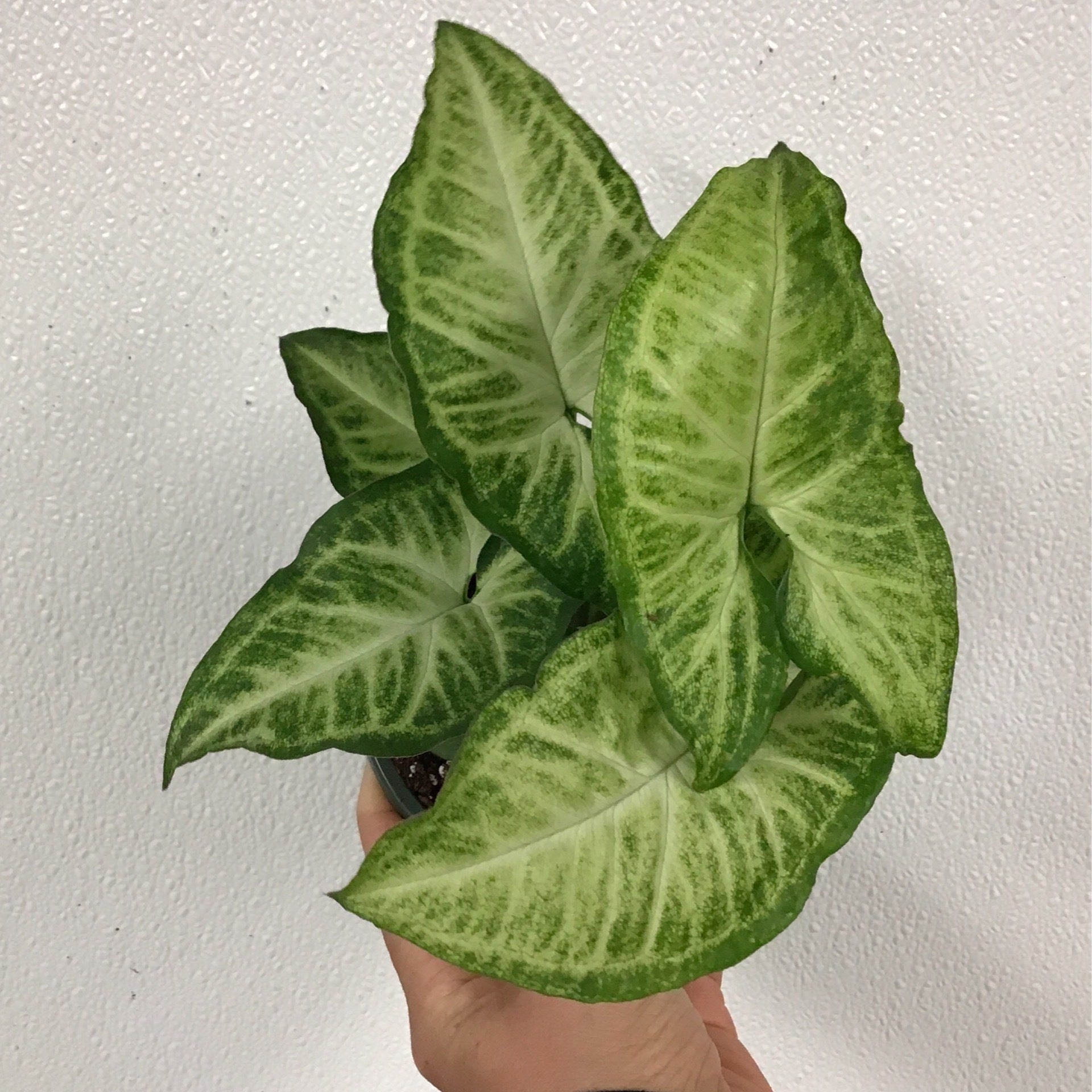 Butterfly Nephthytis 4” | Two Pink Thumbs Greenery, LLC