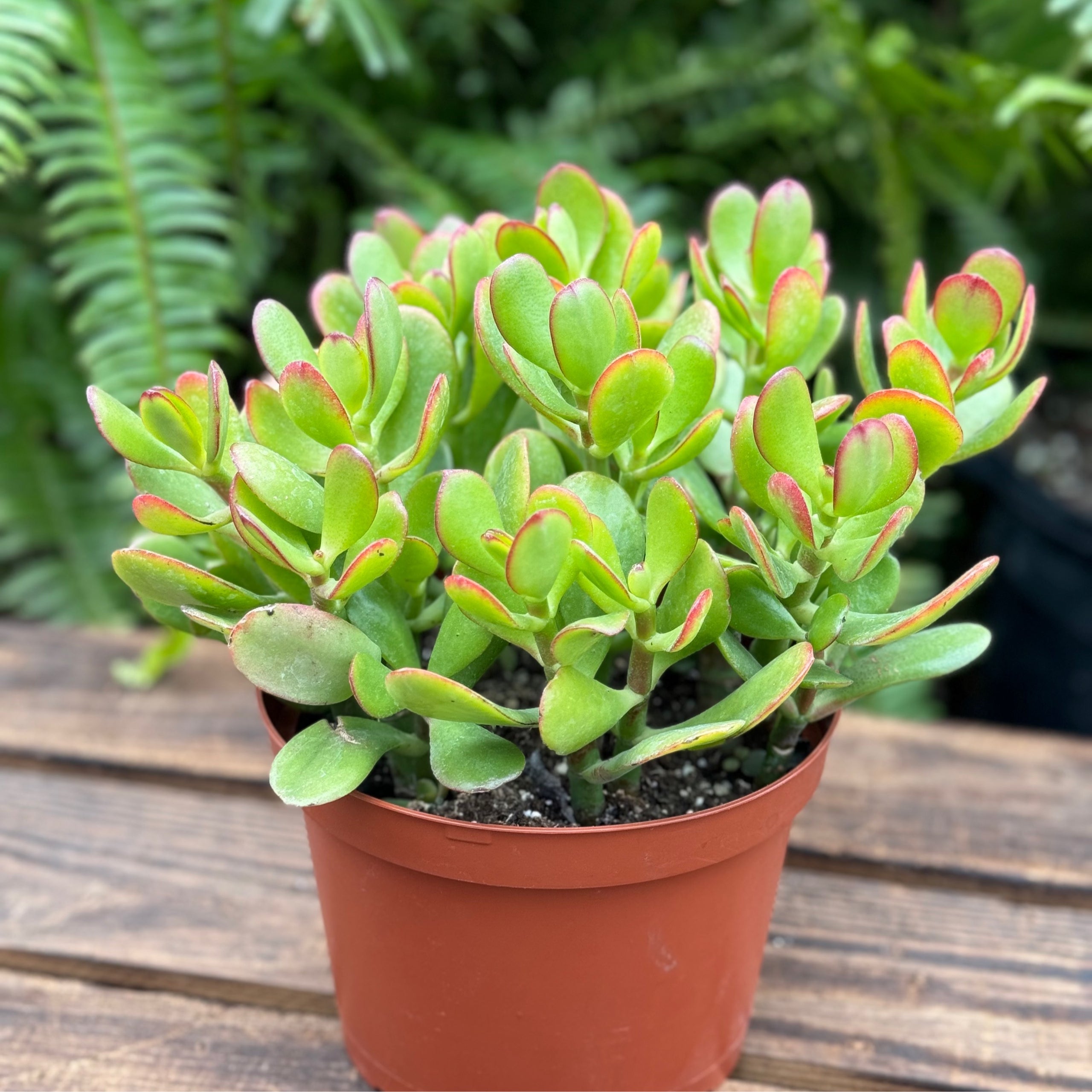 6” Jade Plant | Two Pink Thumbs Greenery, LLC