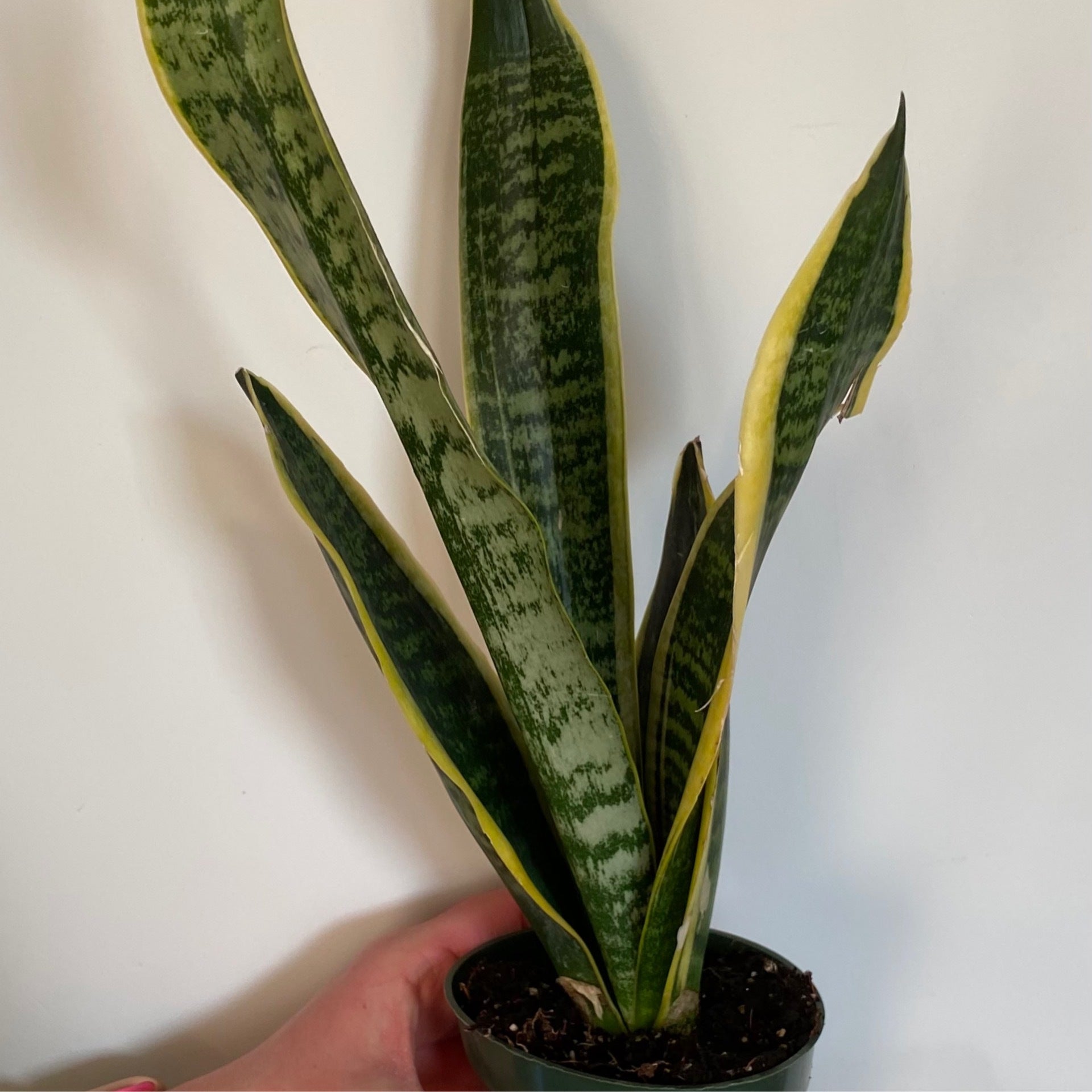 4” Twisted Sister Snake plant | Two Pink Thumbs Greenery, LLC