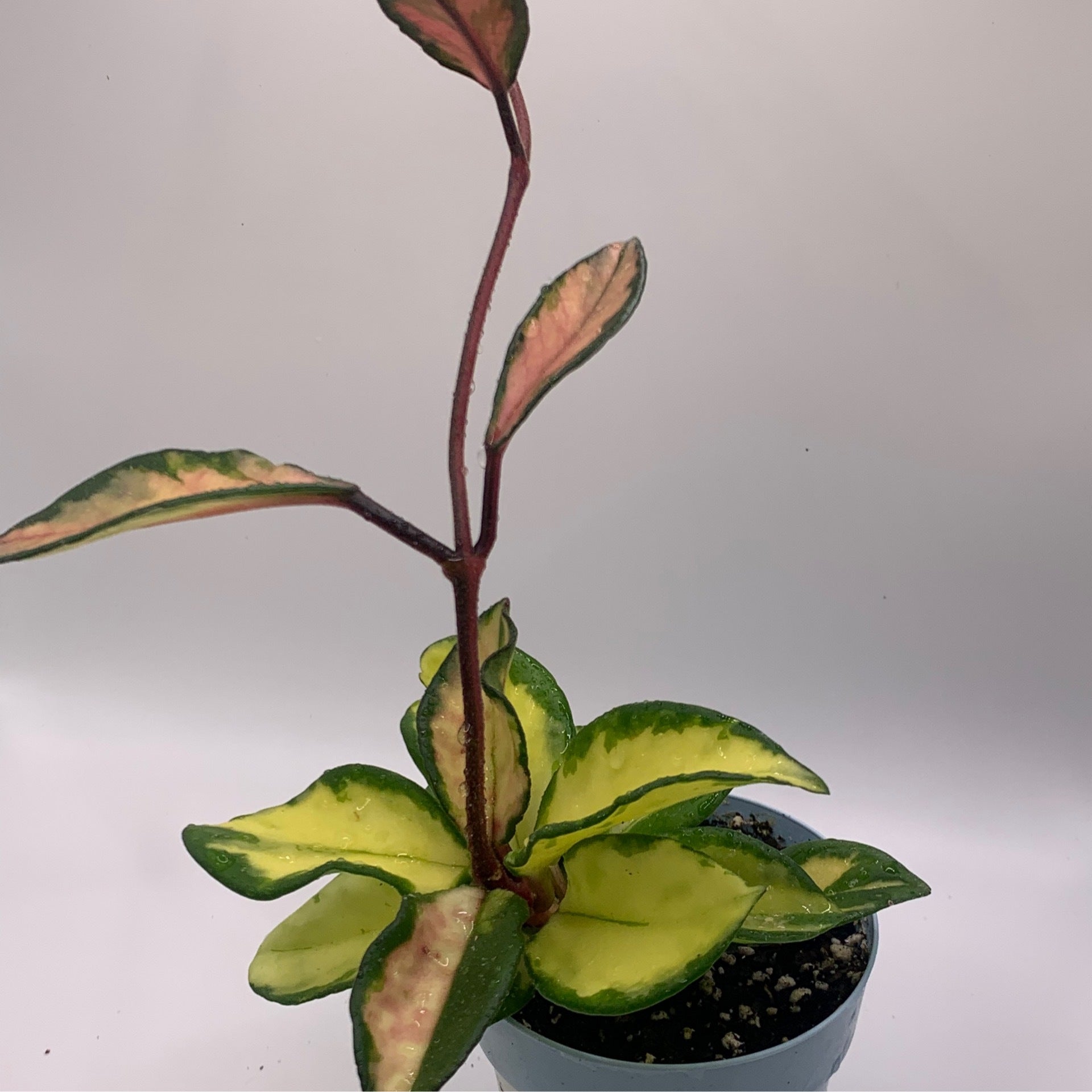 3" Hoya Tricolor | Two Pink Thumbs Greenery, LLC