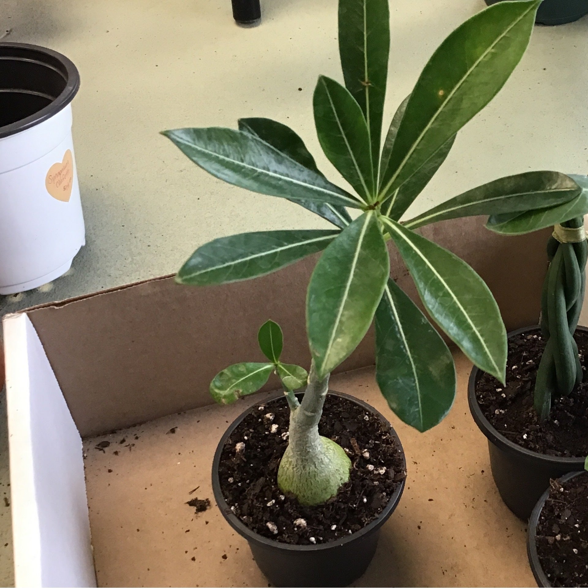 4” Desert Rose | Two Pink Thumbs Greenery, LLC