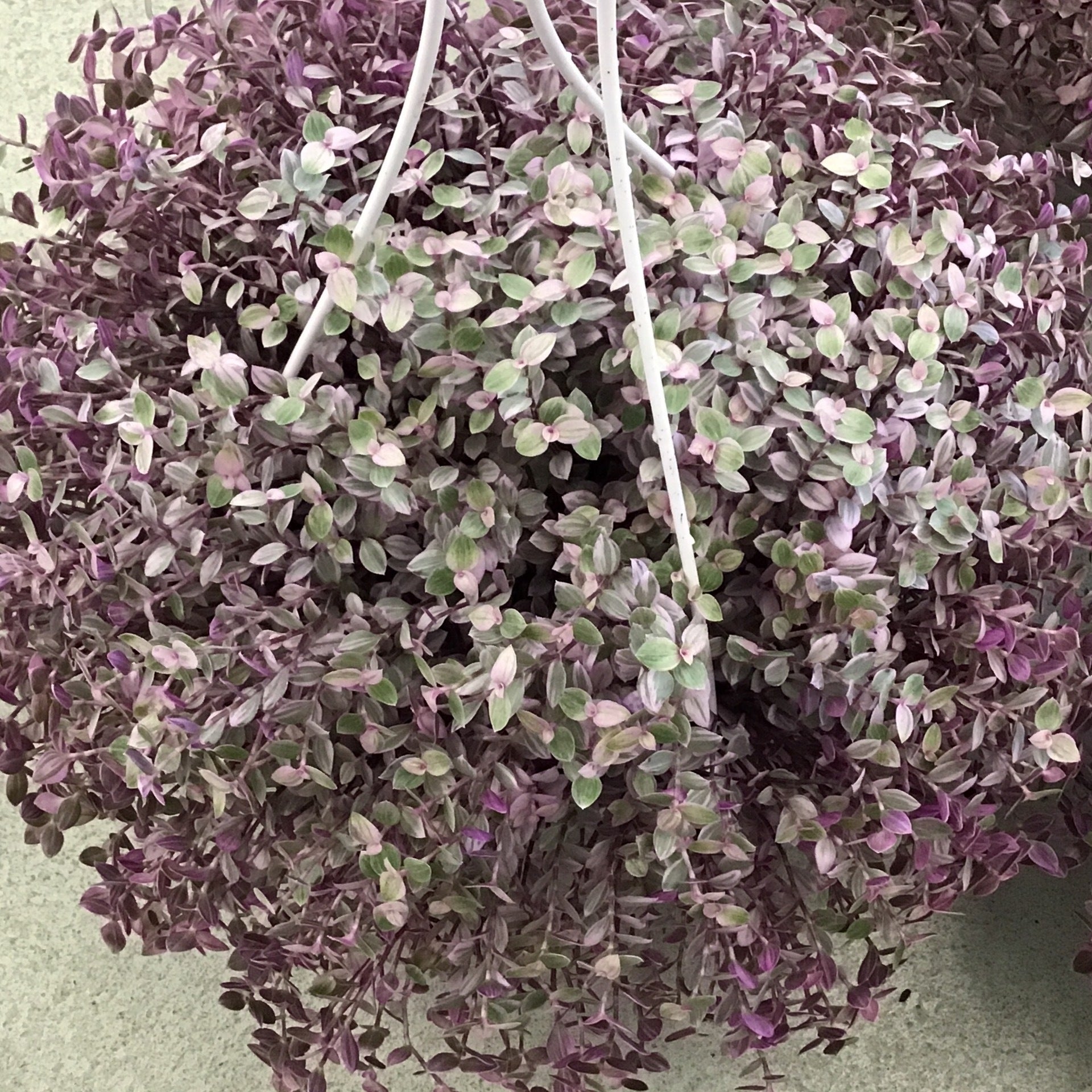 Pink Panther HB 8” | Two Pink Thumbs Greenery, LLC