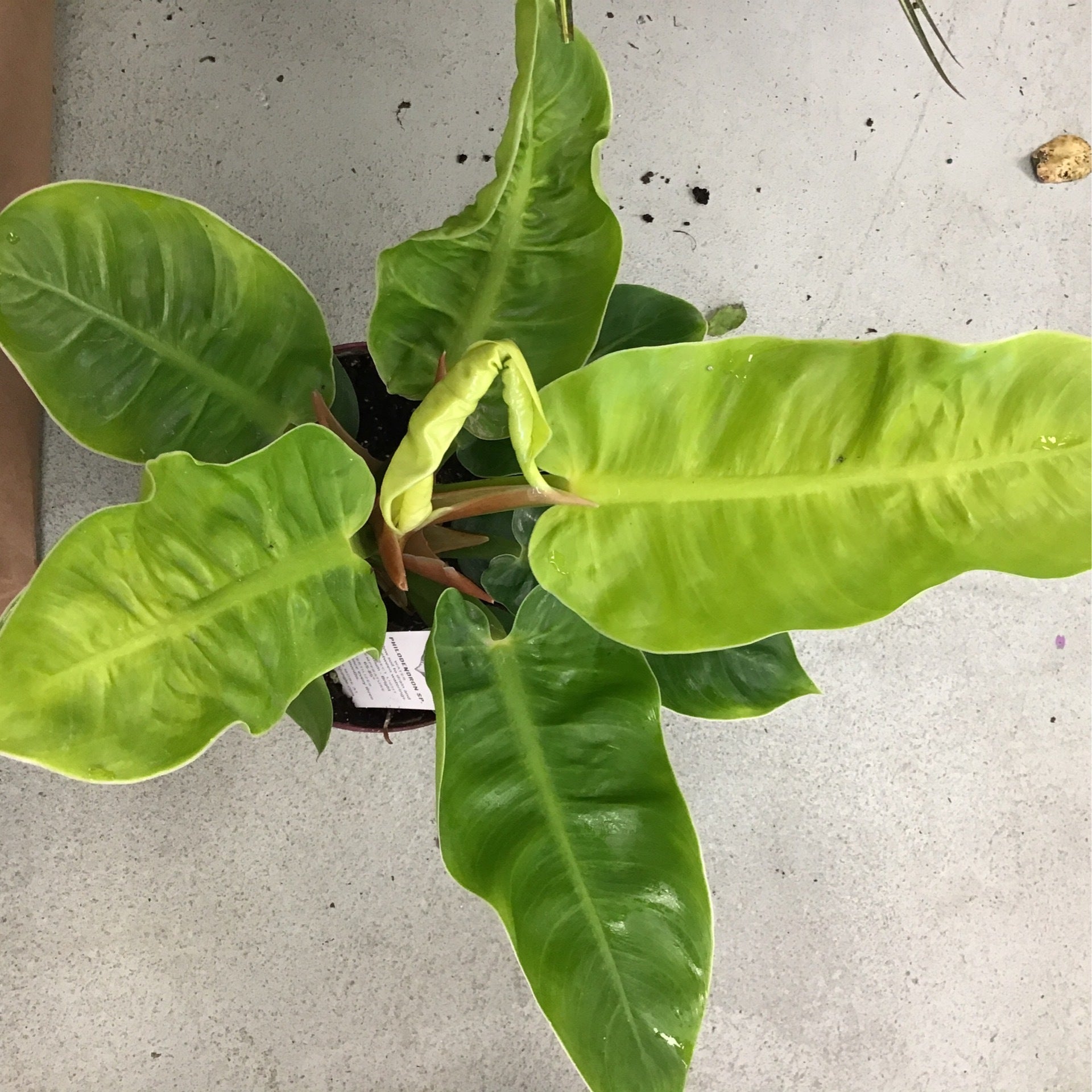 Moonlight Philodendron 6” | Two Pink Thumbs Greenery, LLC